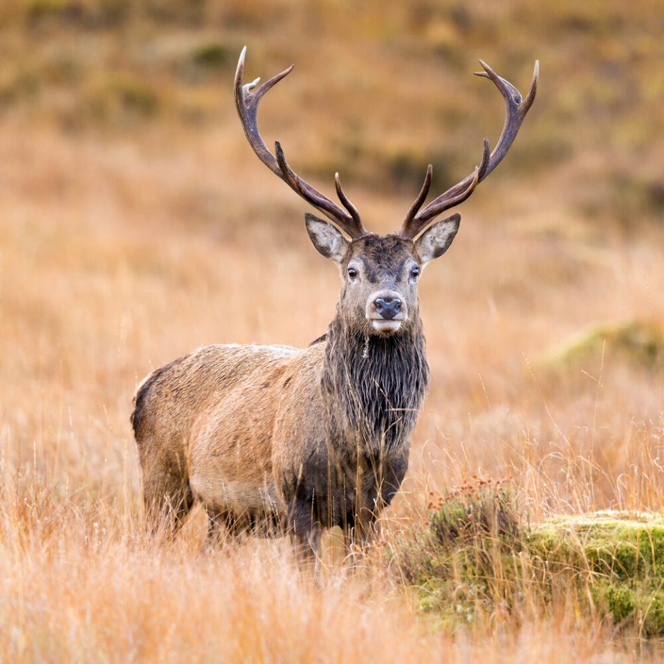 GWCT Scottish Auction 2025 - One day stag stalking…
